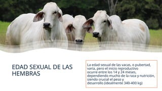 La reproduccion de animales en la zootecnia | PPTX