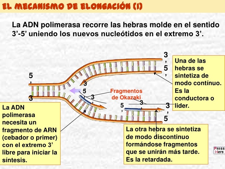 Reproduccion celular (1)