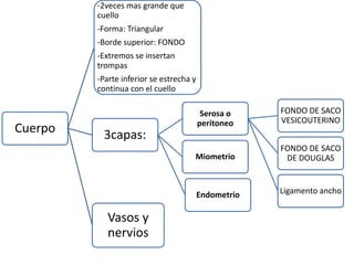 útero, trompas y cuello uterino (Fisiología de la reproducción) | PPTX