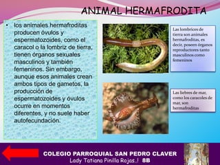 Reproduccionanimal 120806192316-phpapp02 | PPTX