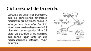 REPRODUCCION ANIMAL - SISTEMA REPRODUCTOR DE CERDOS - EXPOSICION.pptx