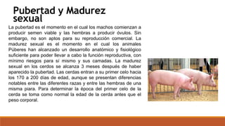 REPRODUCCION ANIMAL - SISTEMA REPRODUCTOR DE CERDOS - EXPOSICION.pptx