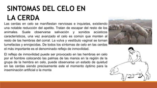 REPRODUCCION ANIMAL - SISTEMA REPRODUCTOR DE CERDOS - EXPOSICION.pptx