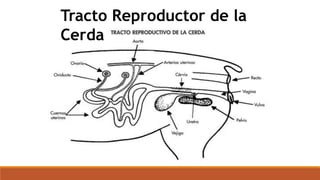 REPRODUCCION ANIMAL - SISTEMA REPRODUCTOR DE CERDOS - EXPOSICION.pptx