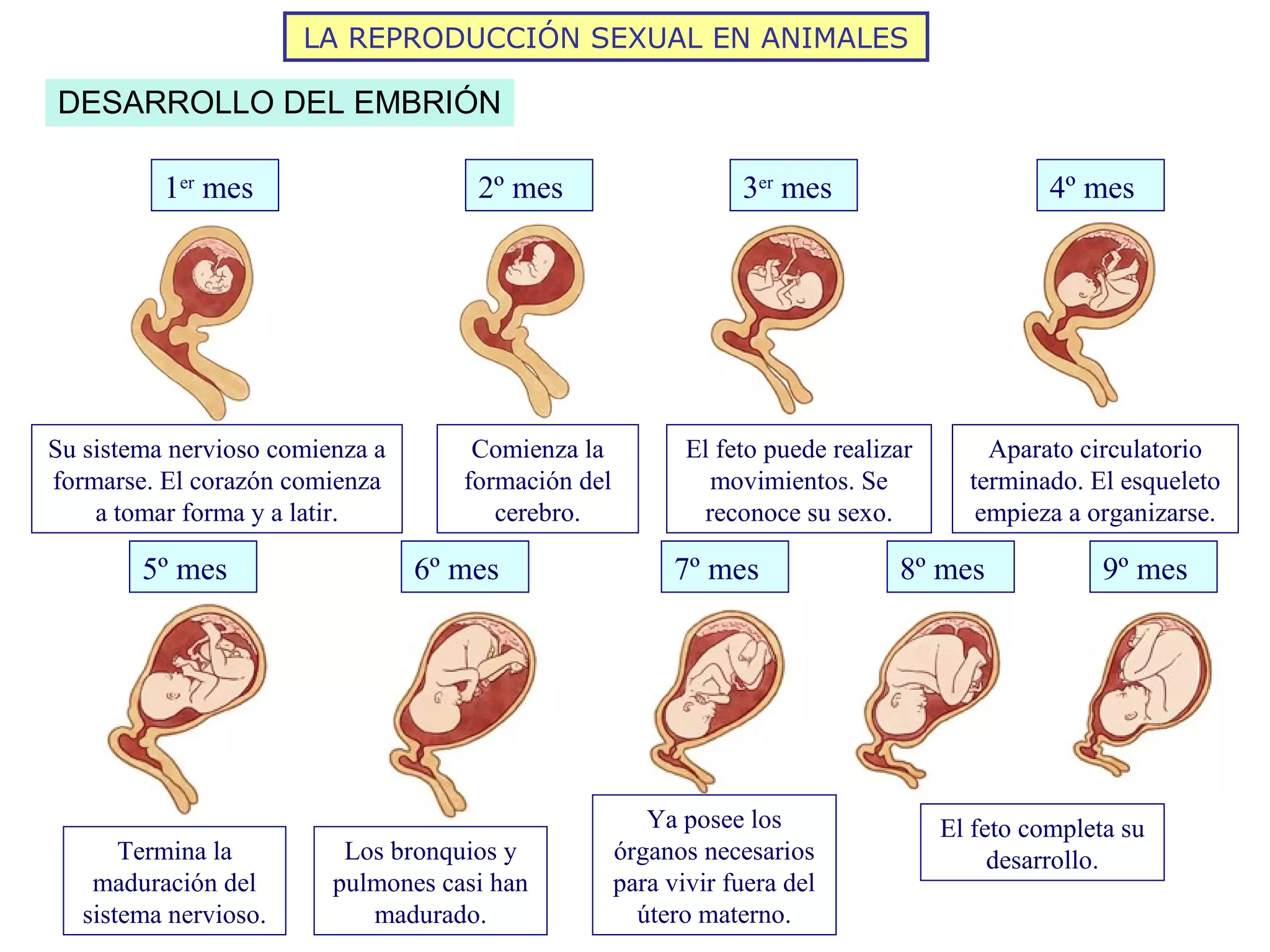 Reproduccion animal (2 a) | PPT