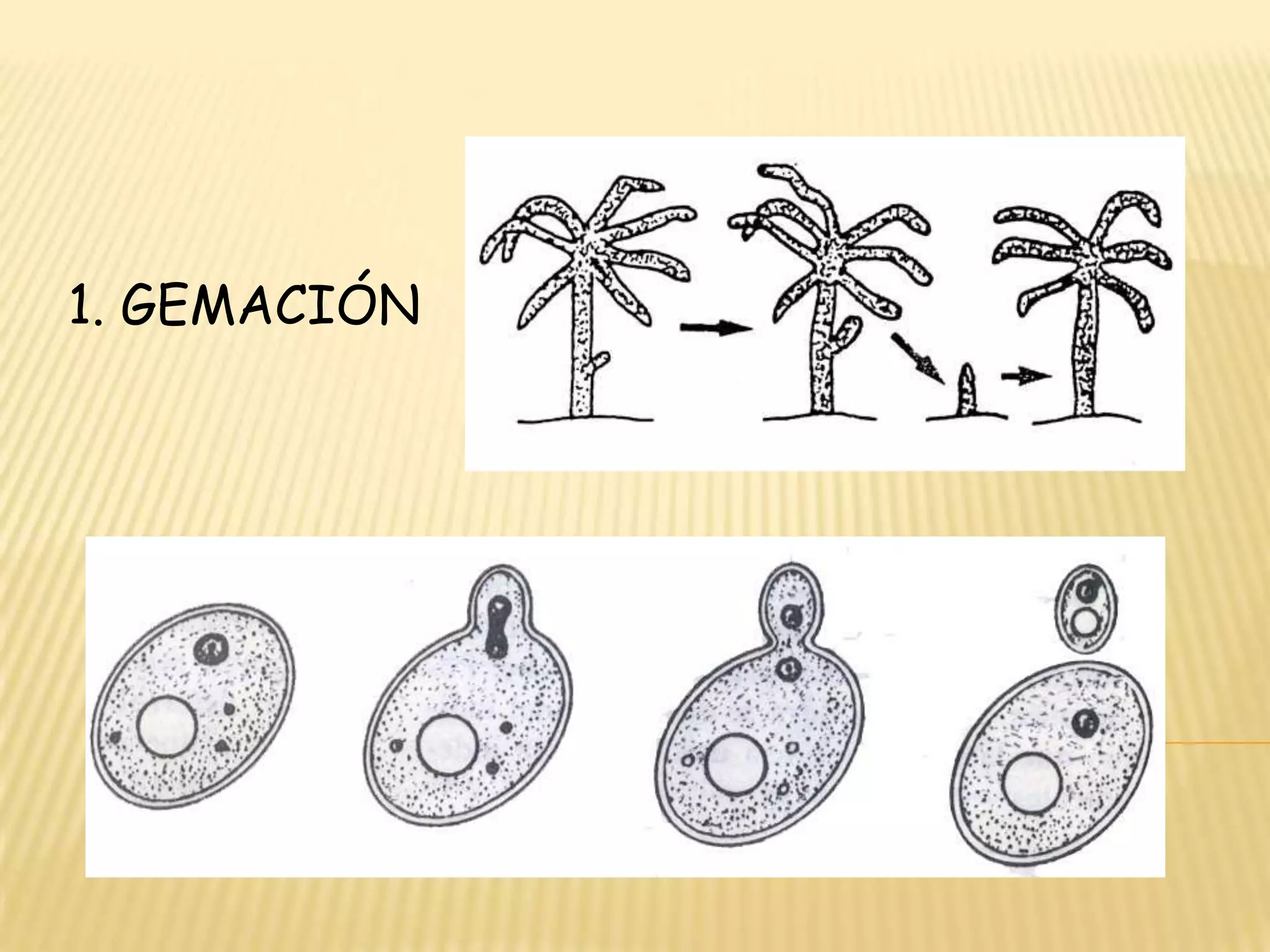 Reproduccion asexual