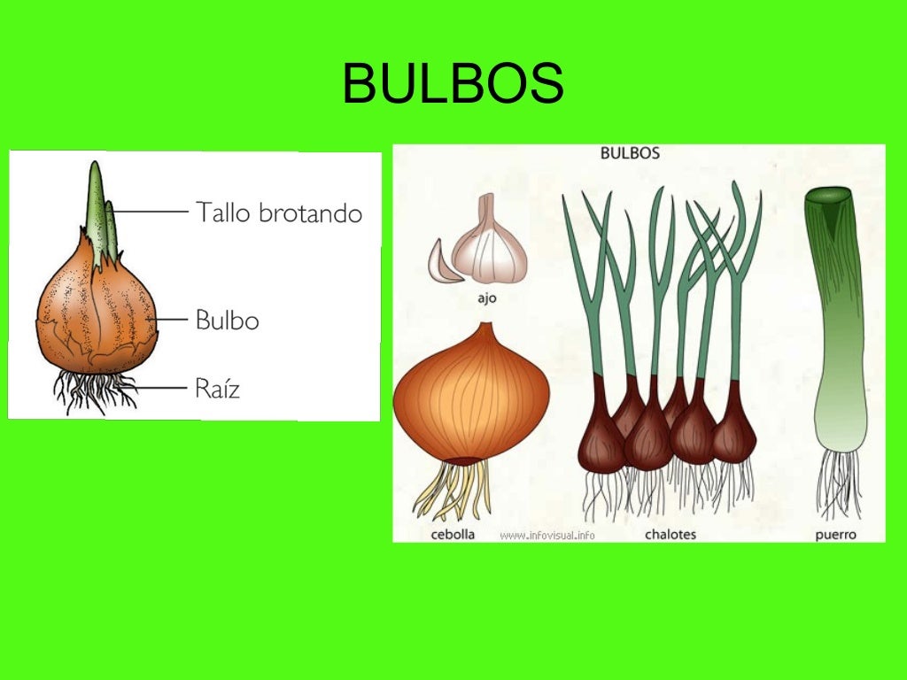 Reproduccion asexual de plantas y animales