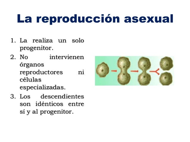 Reproduccion asexual