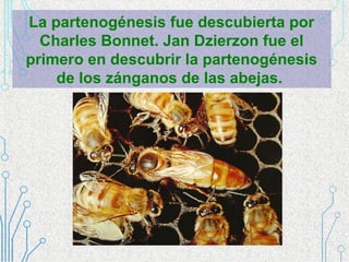 Reproduccion asexual | PPT