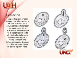 reproduccion_bb.ppt biologia reproduccuin | PPT