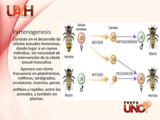 reproduccion_de_los_seres_humanos_ciencias | PPT