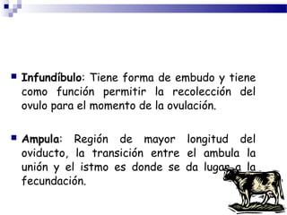 reproduccion de bovinos y su morfología. | PDF