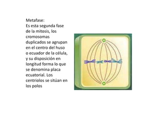 Reproduccion Celular | PPTX