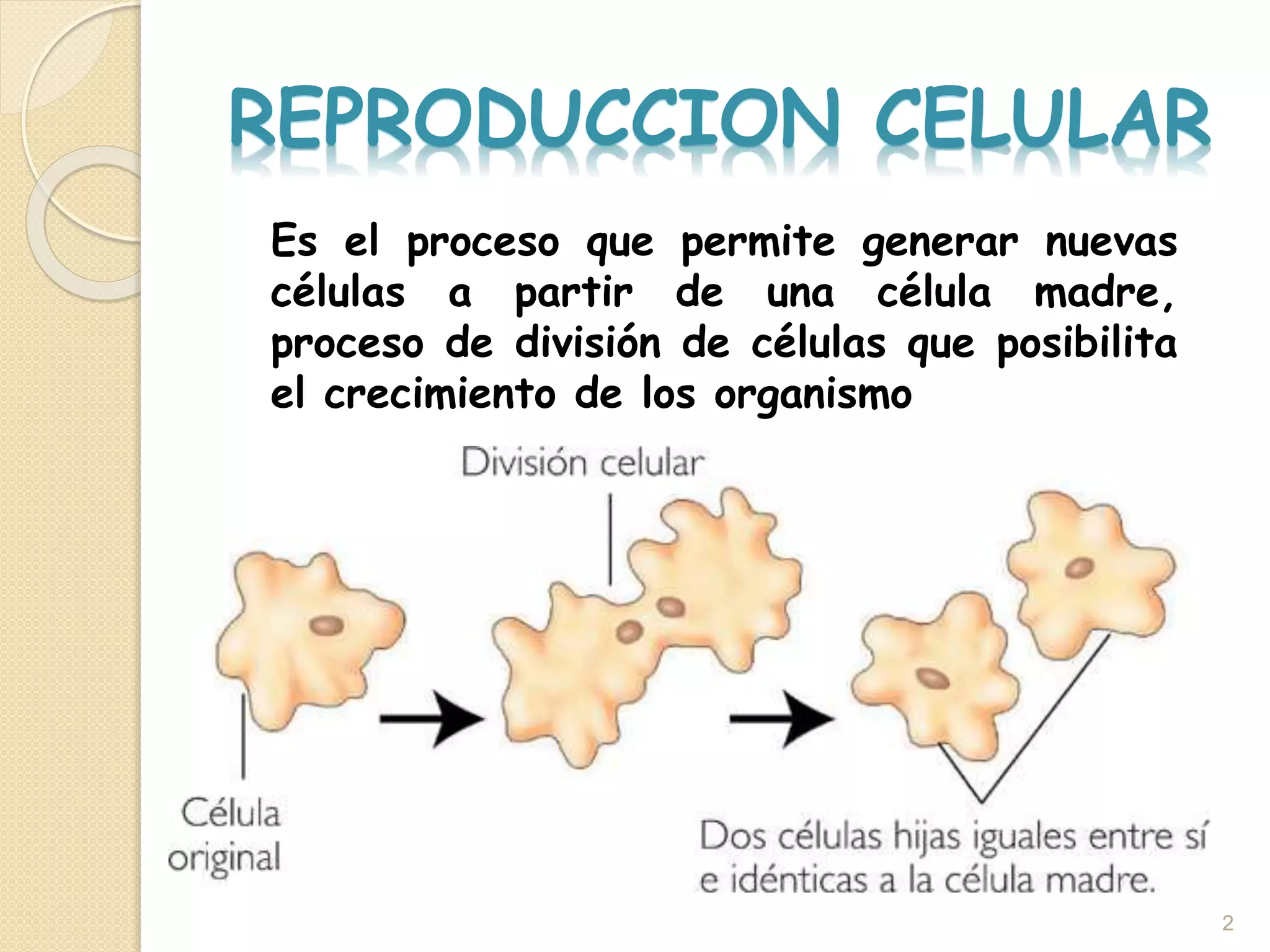Reproduccion celular Mitosis y Meiosis | PPTX
