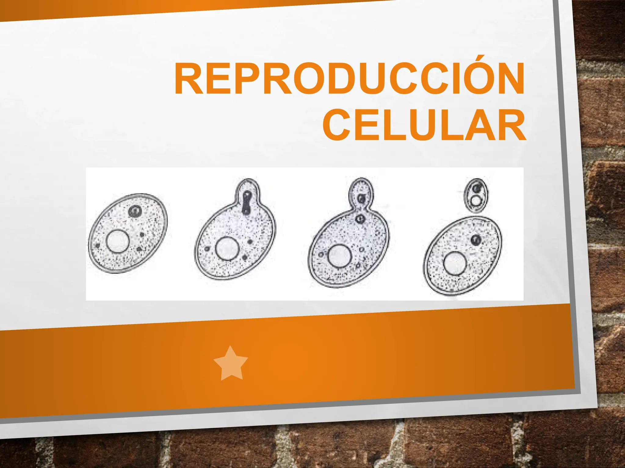 REPRODUCCION_CELULAR Y CARACTERISTICASpptx | PPTX