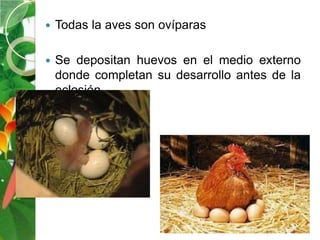 Aparato reproductor y Reproduccion en Aves | PPTX