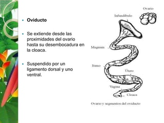 Aparato reproductor y Reproduccion en Aves | PPTX