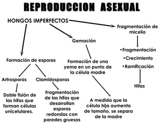 Reproduccion De Hongos | PPT