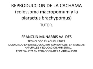 Reproduccion de la cachama | PPTX