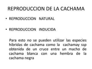 Reproduccion de la cachama | PPTX