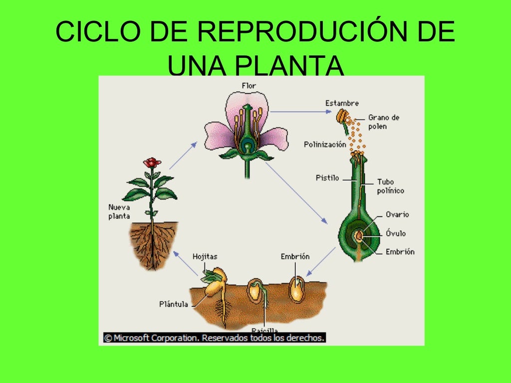 Reproduccion de las plantas