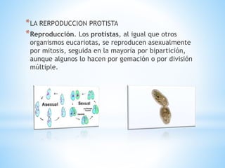 REPRODUCCION DE LOS PROTISTAS Y HOGOS.pptx