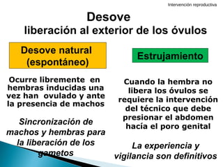 Reproduccion de peces | PPT