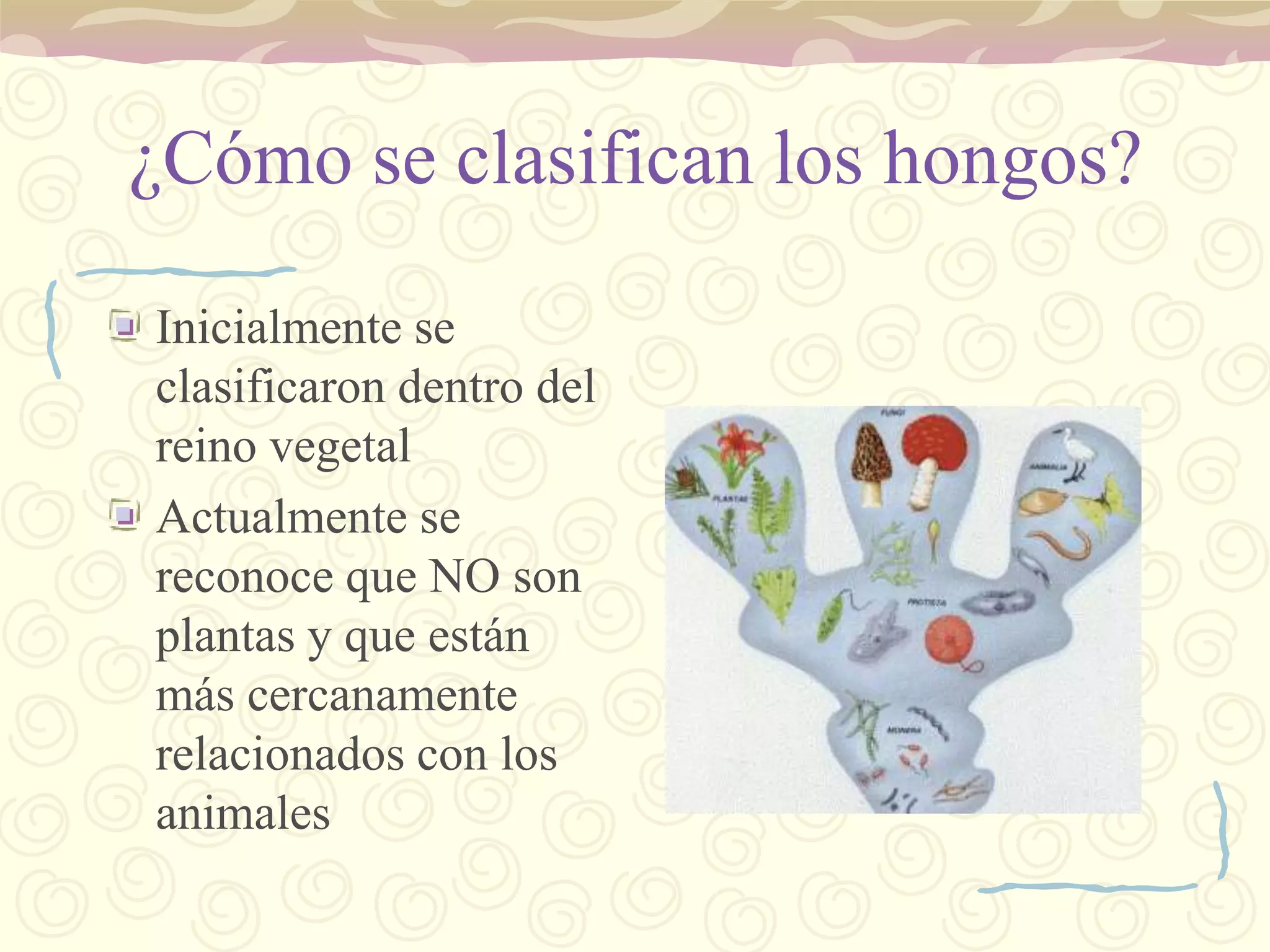 Reproduccion en el reino fungi | PPT