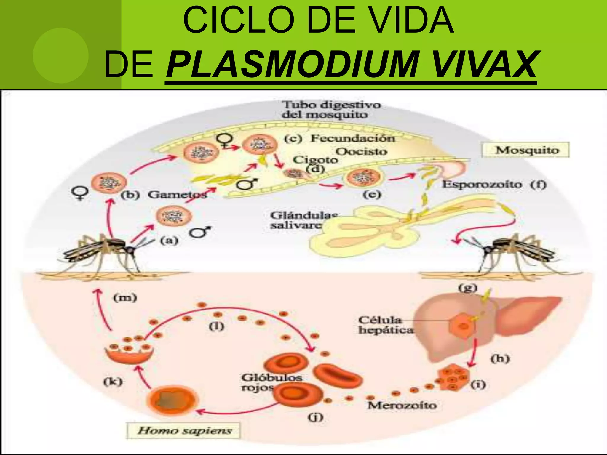 Reproducción en el Reino Protista. | PPTX