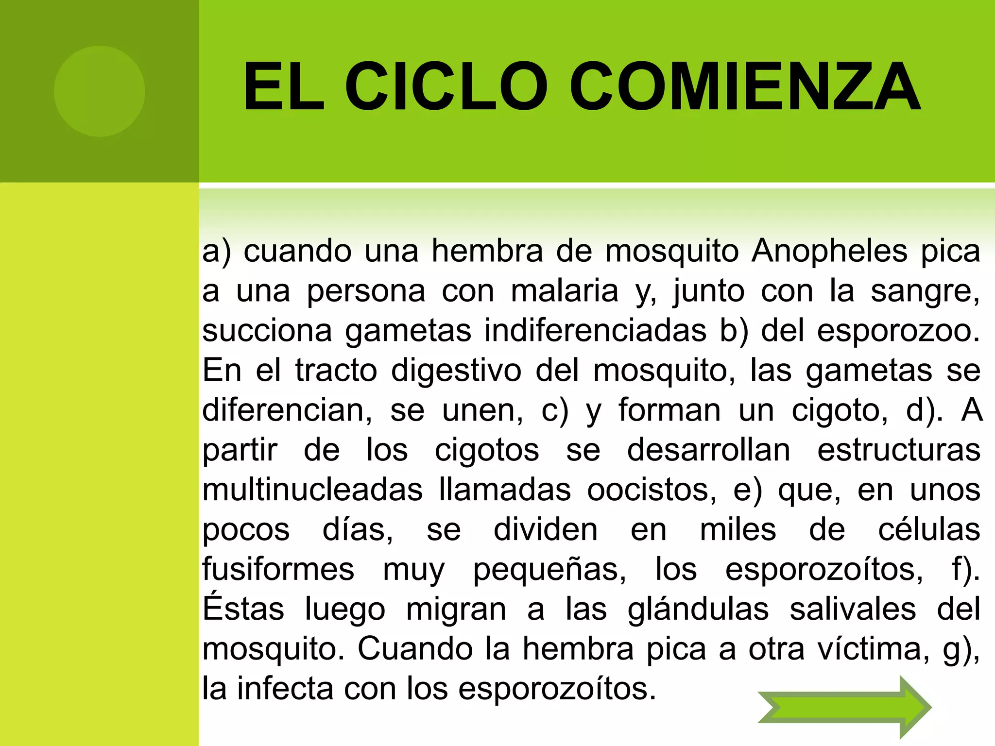 Reproducción en el Reino Protista. | PPTX
