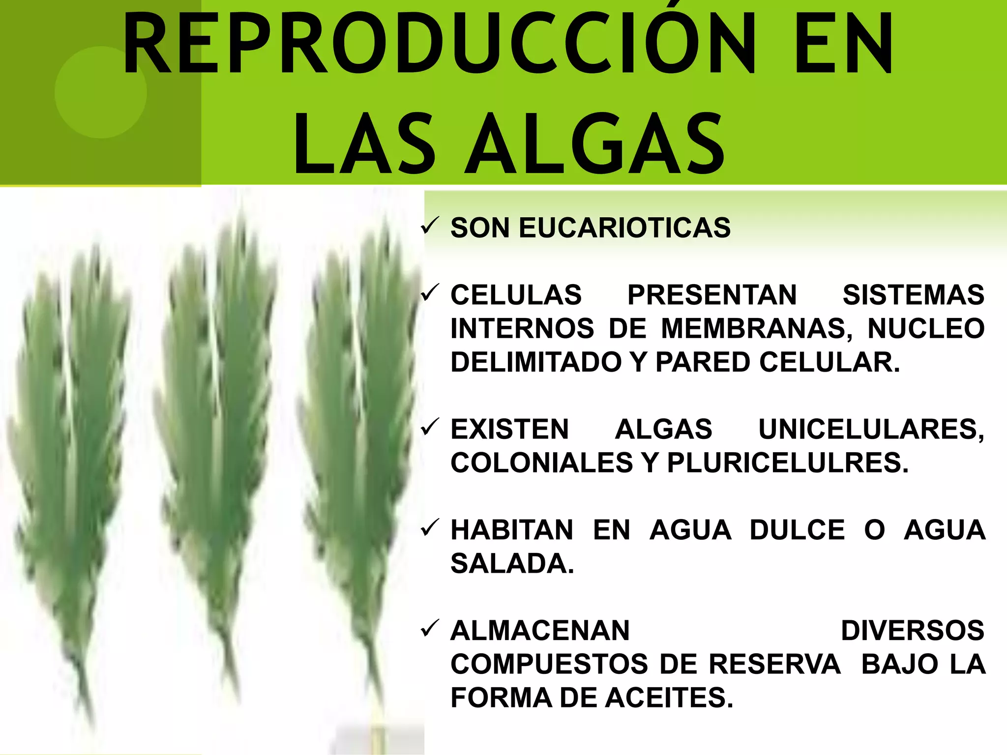 Reproducción en el Reino Protista. | PPT