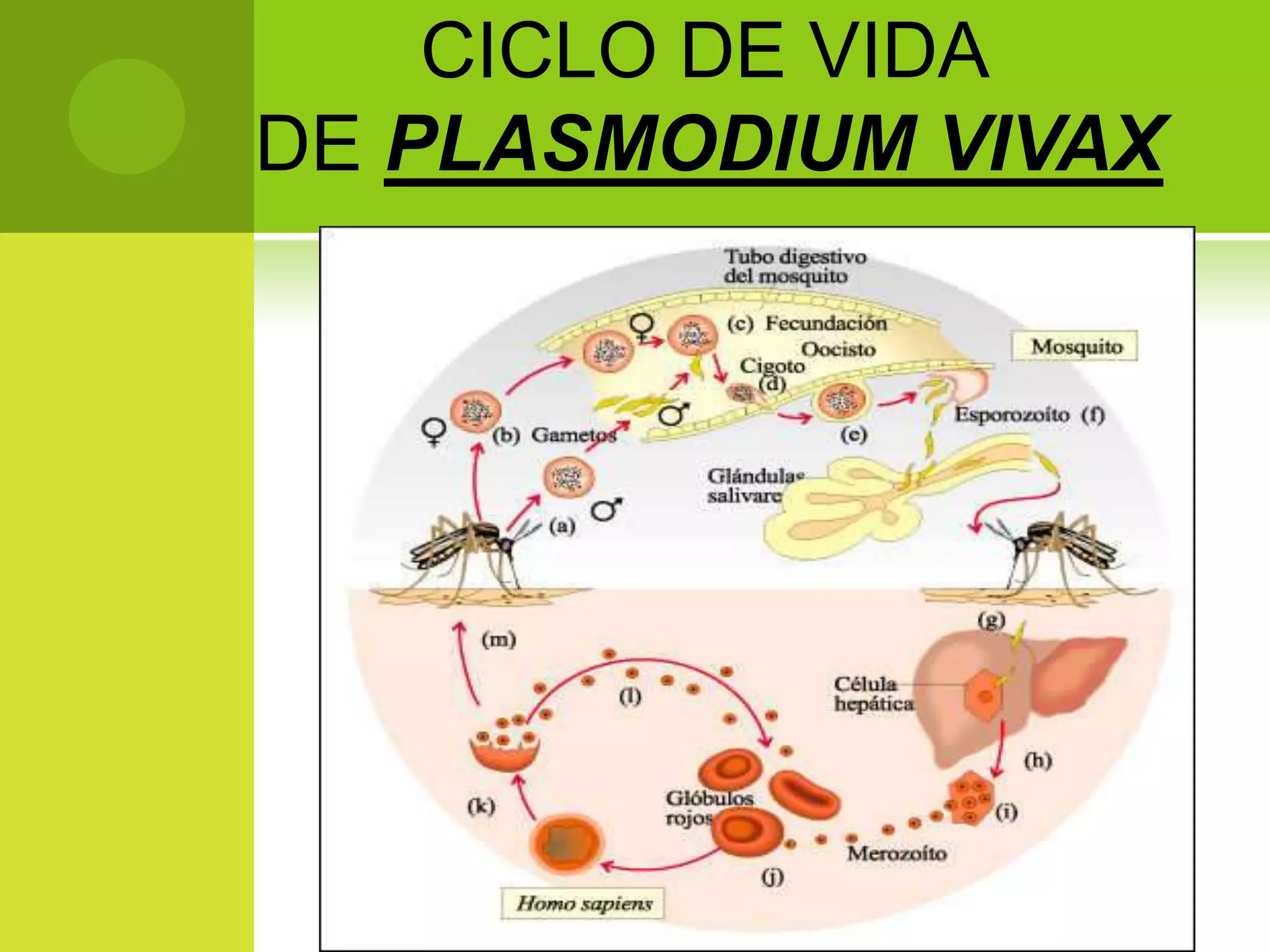 Reproducción en el Reino Protista. | PPT