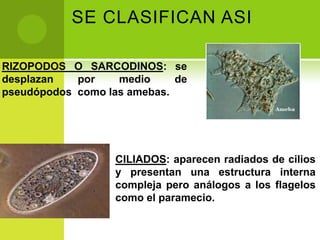 Reproducción en el Reino Protista. | PPTX