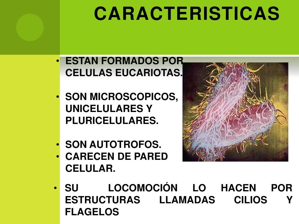 Protista Reino
