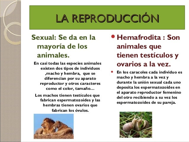 Reproduccion en los Animales