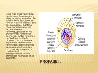 Reproducción en los seres vivos A.L | PPTX