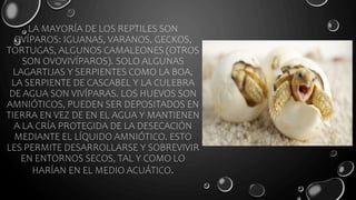 reproduccion en peces, anfbios, y reptiles.pptx