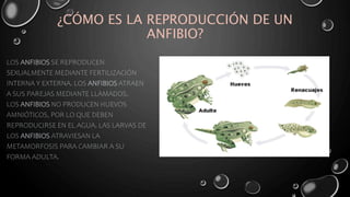 reproduccion en peces, anfbios, y reptiles.pptx