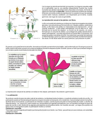 Reproduccion en plantas | DOCX