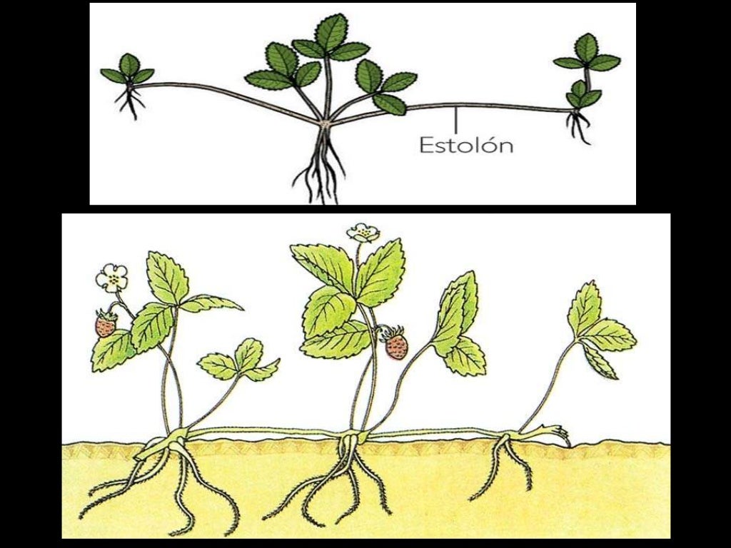 Reproducción asexual en plantas