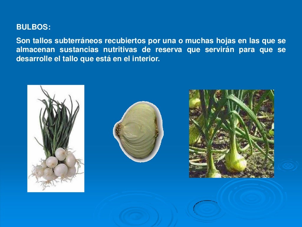 Reproducciones autogamas