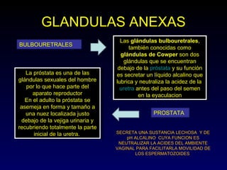 Reproduccion humana | PPT