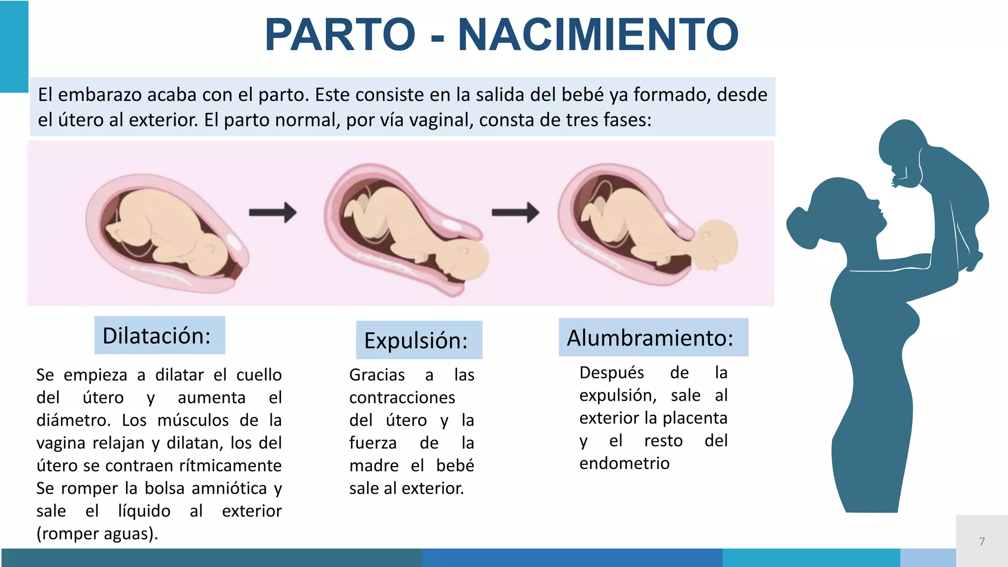 REPRODUCCION HUMANA | PPTX