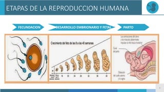 REPRODUCCION HUMANA | PPTX