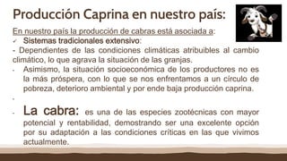 IMPORTANCIA DE LA REPRODUCCION ANIMAL EN ESTE CASO EN CAPRINOS | PPTX