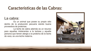 IMPORTANCIA DE LA REPRODUCCION ANIMAL EN ESTE CASO EN CAPRINOS | PPTX