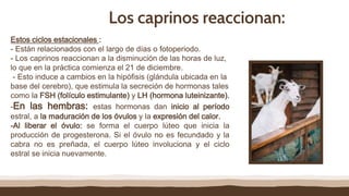 IMPORTANCIA DE LA REPRODUCCION ANIMAL EN ESTE CASO EN CAPRINOS | PPTX
