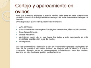 Reproduccion ovina | PPTX