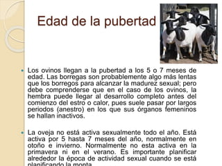 Reproduccion ovina | PPTX