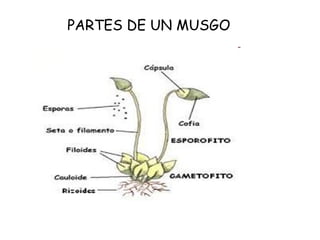 Reproduccionplantas 2 ESO | ODP